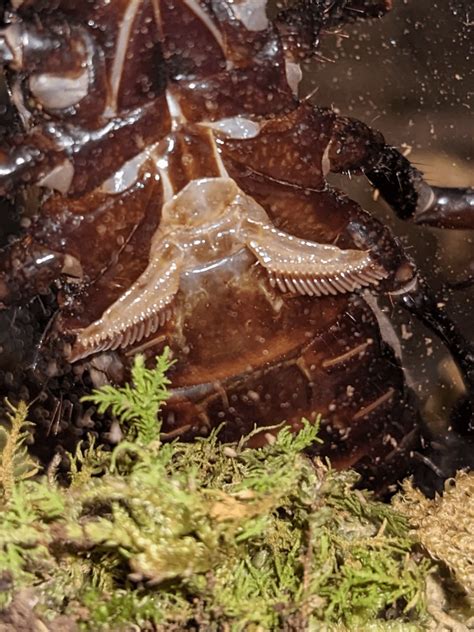 Asian Forest Scorpion Sex R Scorpions
