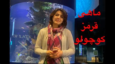 ماهی قرمز کوچولو Youtube