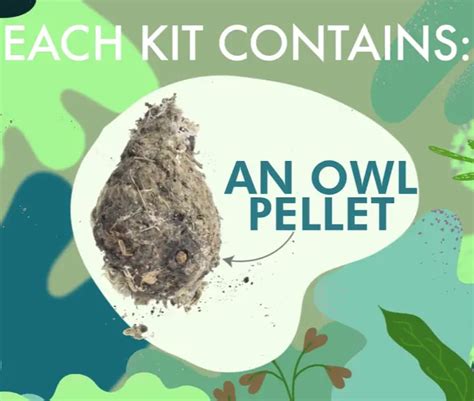 Barn Owl Pellet Exploration Activity Kit