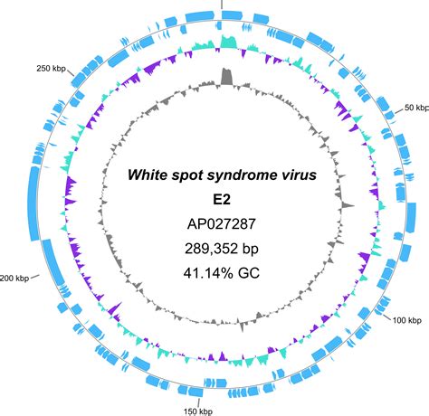 全ゲノム増幅したサンプルがうまくアセンブルできないときはcanuを試すと良いかもしれない bioinformatics qiita