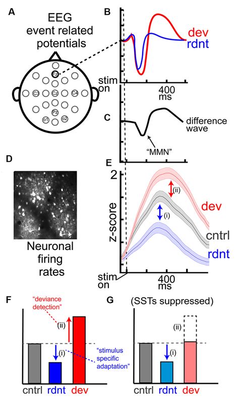 Eeg Measurements Of Mismatch Negativity Mmn And Key Components At The Download Scientific