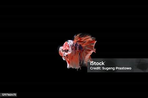 베타 다양한 색상 크기와 성별 쿠팡 샴 파이팅 생선 레드 갤럭시 반달 인물 사진에 대한 스톡 사진 및 기타 이미지 인물 사진 0명 감금 상태 Istock