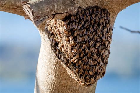 Killer Bee Animal Kingdom