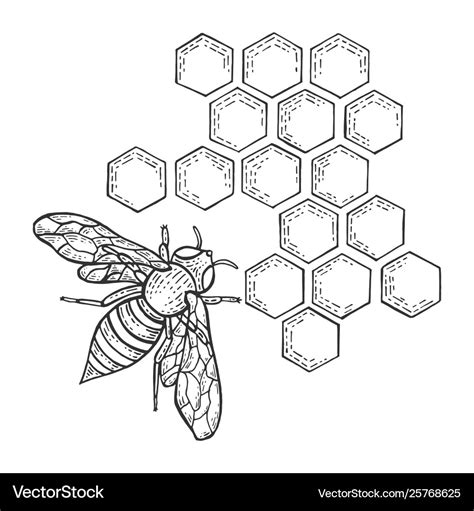 Bee Insect And Honeycomb Sketch Engraving Vector Image