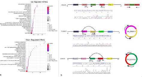 A The Most Enriched Go And Pathways Kegg And Reactome Terms For The Download Scientific