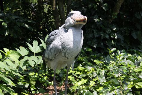 ハシビロコウビル来園38周年 伊豆シャボテン動物公園グループ ご来園者の笑顔のために