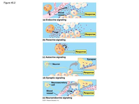Hormones And The Endocrine System Ppt Download
