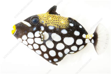 Clown Triggerfish Stock Image C0595874 Science Photo Library