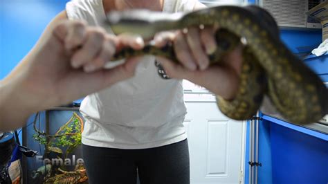 Sexing Anacondas YouTube