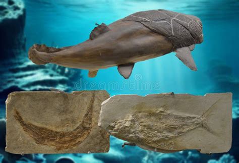 Prehistoric Fish Fossils Dating Back To The Cretaceous Period Stock Prehistoric Fish Fossils Dating Back To The Cretaceous Period Stock