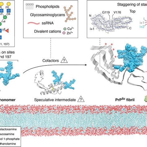 Conversion Of Prp C To Prp Sc Schematic Of Membrane Bound Prp C Only Download Scientific
