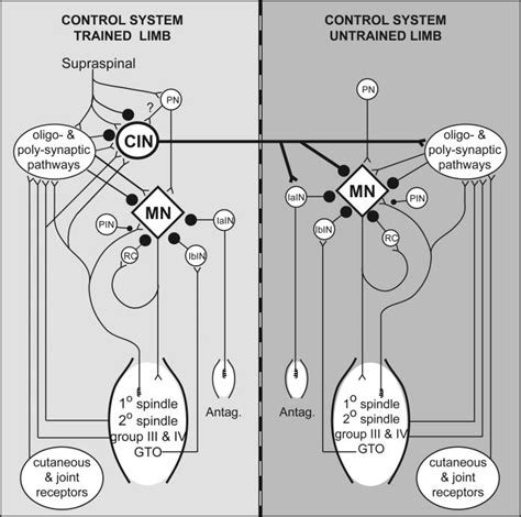 Illustration Of The Segmental Network That Contributes To Motor Output
