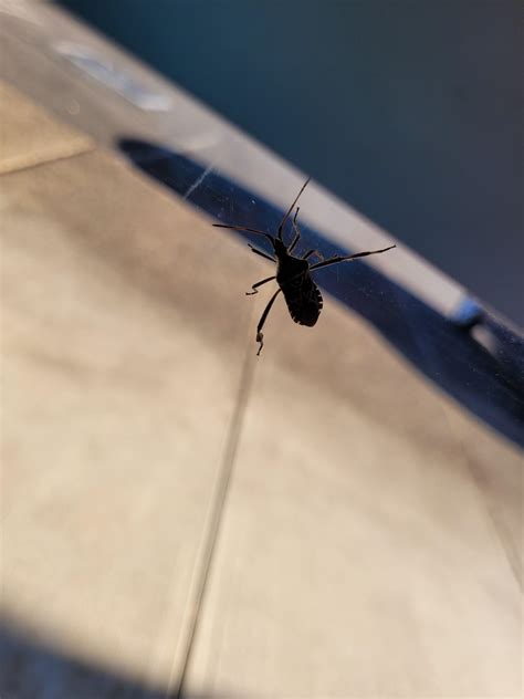 Assassin Bug Or Leaf Footed Bug Rwhatsthisbug