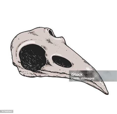 까마귀 두개골 그림 손으로 그린 그림 문신 빈티지 인쇄 새 두개골 T 셔츠에 대한 스톡 벡터 아트 및 기타 이미지 T 셔츠