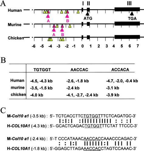 comparative genomic analysis of type x collagen gene promoter a