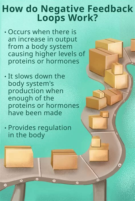 What Is A Negative Feedback Loop And How Does It Work
