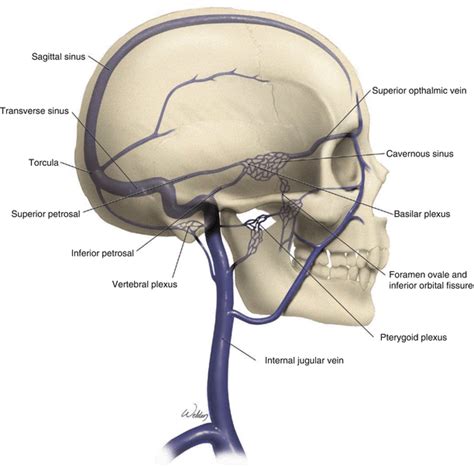 Infratemporal Fossa Approaches Neupsy Key
