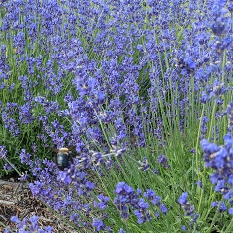 Common Lavender Problems And How To Solve Them