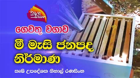 Nugasewana ගෙවතු වගාව මී මැසි ජනපද නිර්මාණ 2023 04 25 Rupavahini Youtube