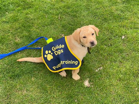 What Breed Of Dogs Are Guide Dogs