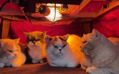 猫はこたつの中で丸くなるこたつの中でくつろぐ猫たちののどかなひとときに癒される ガジェット通信 GetNews