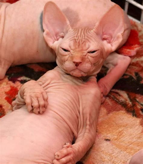 Naked Cats Telegraph