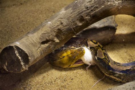Reticulated Python Eat White Rat In Cage At Public Park In Bangkok