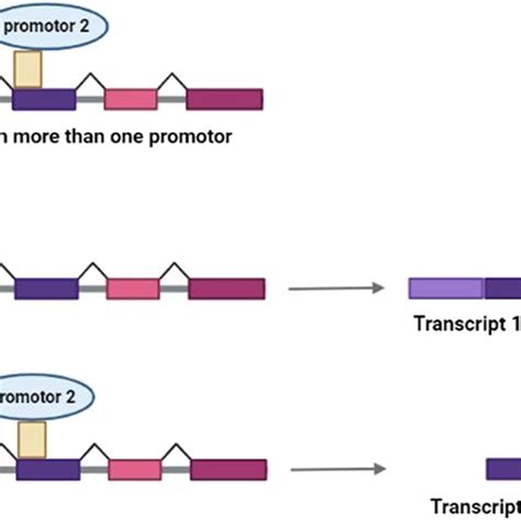 Intron Retention It Occurs When The Intron Region In The Gene Is Not