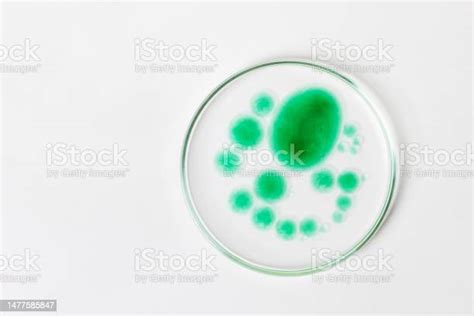 밝은 배경에 페트리 접시입니다 녹색 방울 박테리아 또는 바이러스 곰팡이 실험실 생화학 화학 과학 공부 페트리 접시에 대한 스톡 사진 및 기타 이미지 Istock