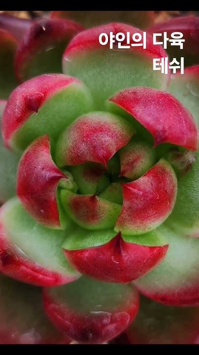 테쉬 이쁜건 1등 엄지척 👍 ~ 파종이 실생 다육 다유기 다육이 다육식물 반려식물 다육판매 다육이판매 다육이키우기 다육인스타그램 매혹이 청주 야인