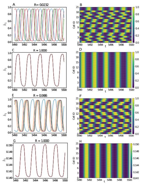 Segmentation Clock Synchronization In Circular Lattice Networks Of