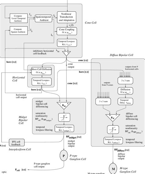 retinal model schematic the diagram shows the computations performed
