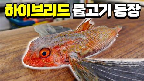※유튜브 최초공개※ 비행부터 은폐술까지 모두 가능한 정체불명의 물고기 등장 별죽지성대 Youtube