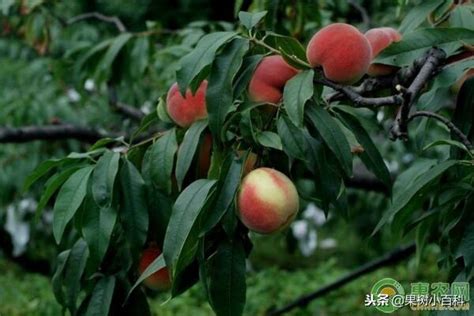 水蜜桃的種植要求和注意事項高產栽培技術 每日頭條