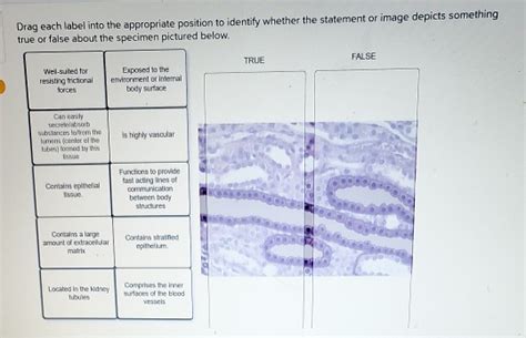 Solved Drag Each Label Into The Appropriate Position To