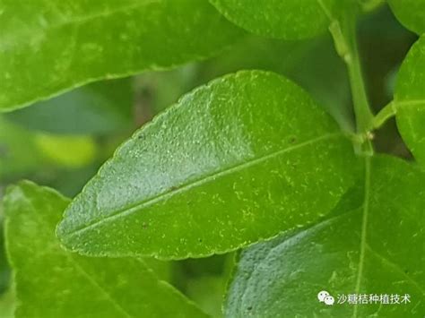 如何有效防治柑橘紅蜘蛛果農有妙招 每日頭條