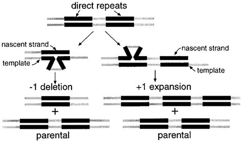 Replication Misalignment Slippage Model For Genetic Download