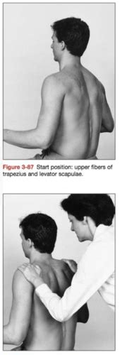 MMT Scapula Flashcards Quizlet