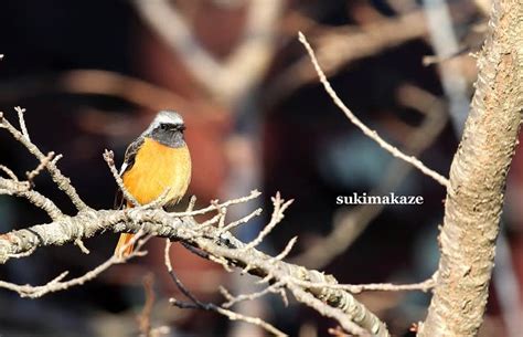 ⑦ 冬の使者 5 里山の鳥たち