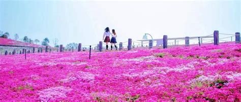 【乐行族休闲】4月3日4日，达人谷芝樱花开成海，以绝美的嫣紫海洋，迎接人间四月天。活动山野花海中