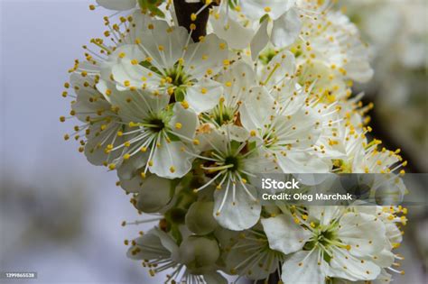 하얀 꽃과 녹색 잎이있는 꽃 배경 봄 정원에서 매화가 만발합니다 야생 매화 나무가 피고 꽃이 피고 있습니다 매크로 클로즈업 선택적 초점 0명에 대한 스톡 사진 및 기타