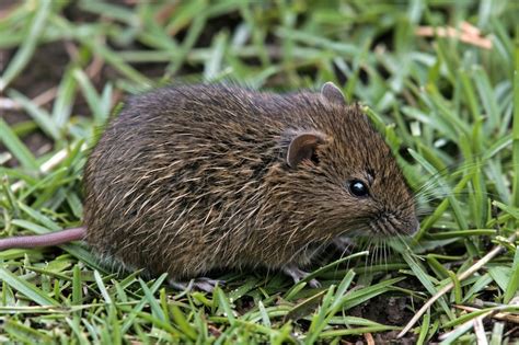 Field Mouse On Grass Premium Ai Generated Image