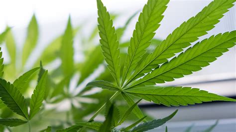 Qué Efectos Tiene La Marihuana En Las Personas Mayores De 65 Años Infobae