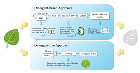 Bioprocessing By Decellularized Scaffold Biomaterials In Cultured Meat Encyclopedia Mdpi