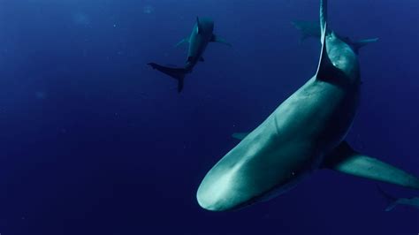Great White Shark Classification Unveiling The Taxonomy