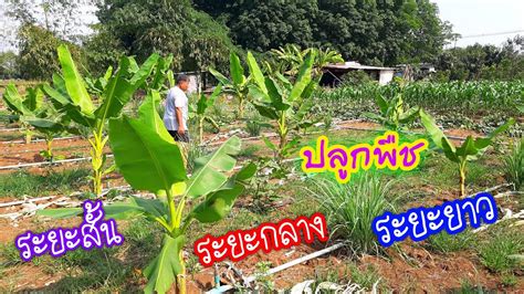 สวนผสมสวยๆกับการวางแผนการปลูกพืชอย่างลงตัว Youtube