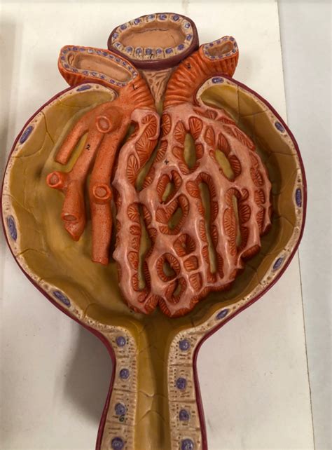 Bio 202 Glomerular Capsule Diagram Quizlet