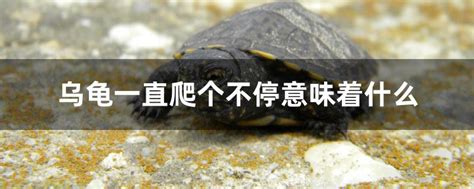 乌龟一直爬个不停意味着什么 鱼百科