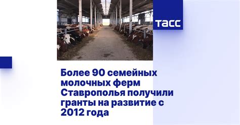 Более 90 семейных молочных ферм Ставрополья получили гранты на развитие с 2012 года ТАСС