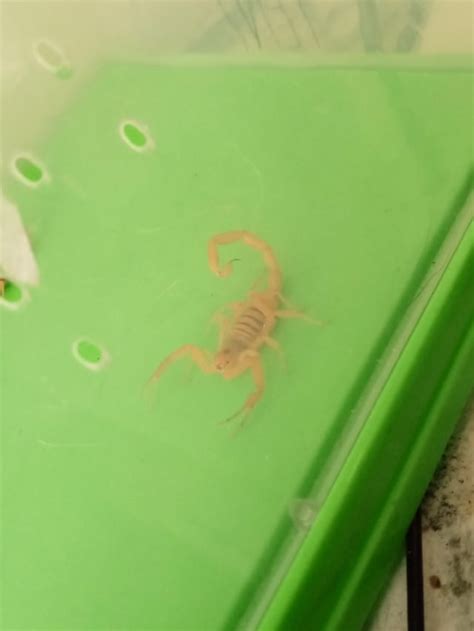 Help Me Identify These Scorpions R Scorpions